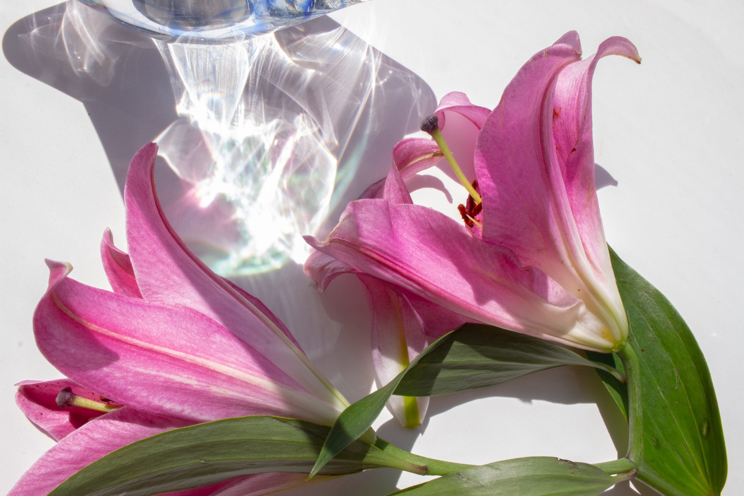 Gender Exploration Through Photography - Creative Pinellas