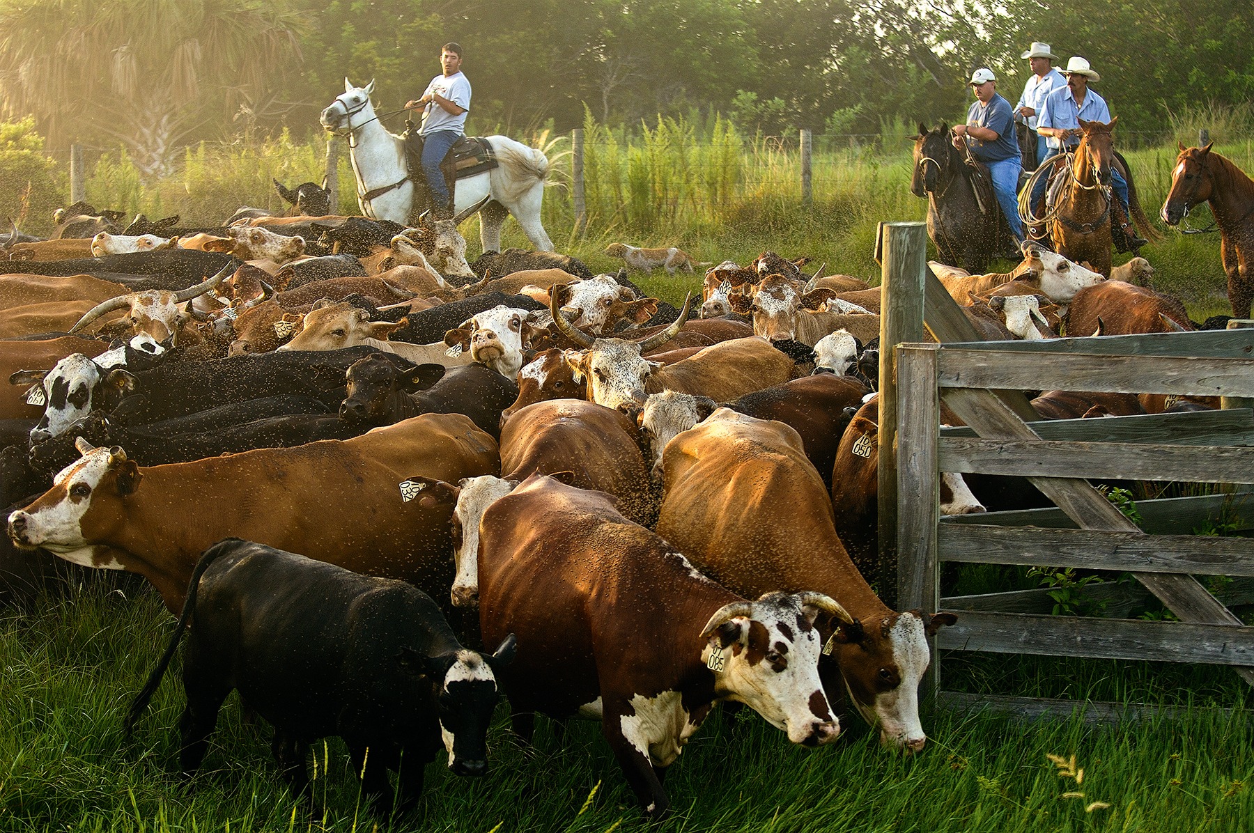Where Cowboys are Indians and Ranchers are Green - Creative Pinellas