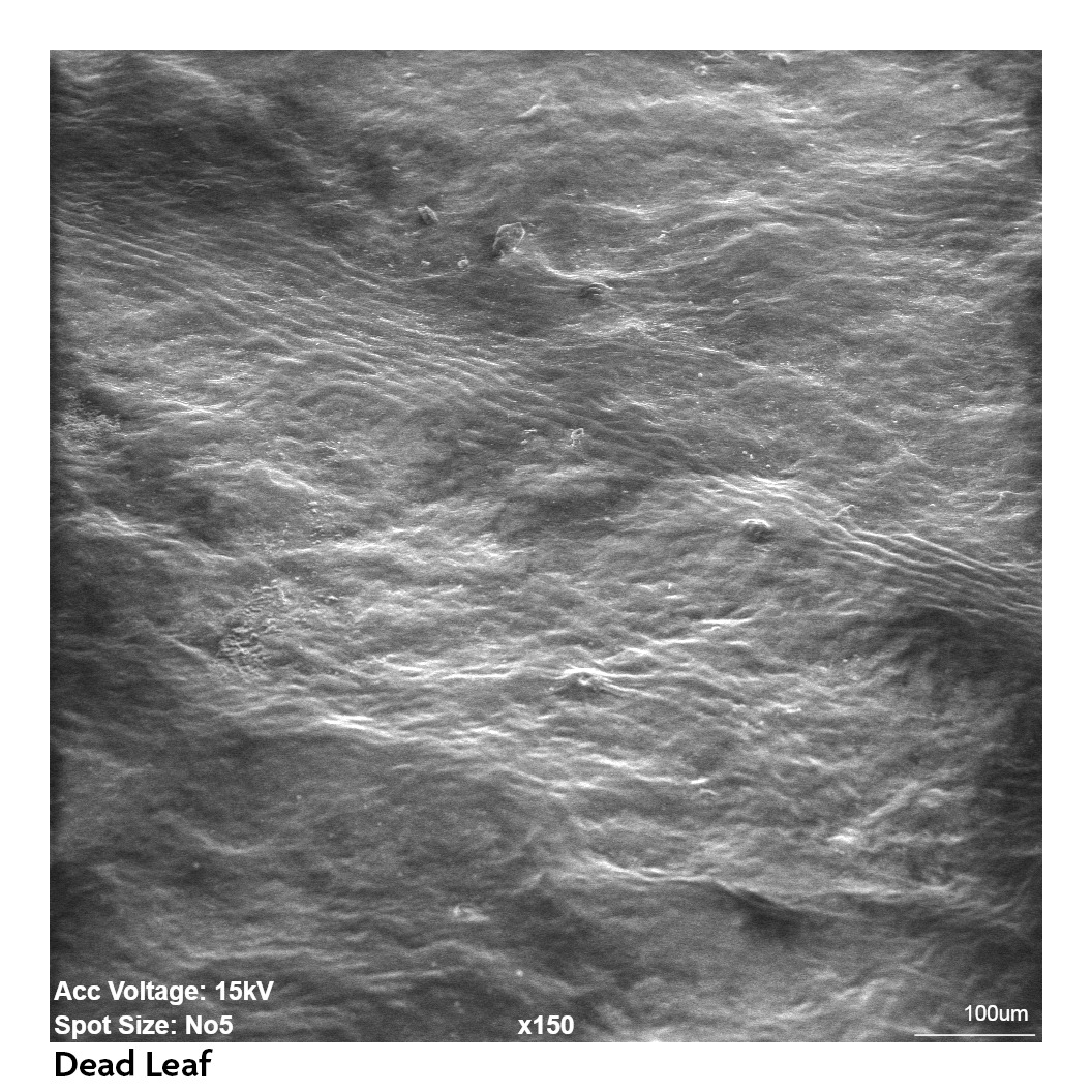 The Crystal Clear Pond - Creative Pinellas