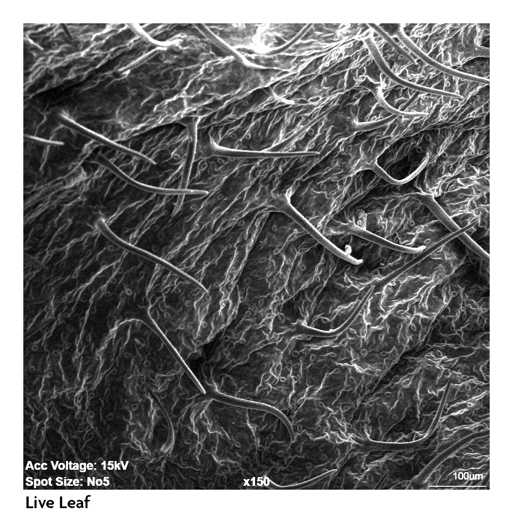 The Crystal Clear Pond - Creative Pinellas