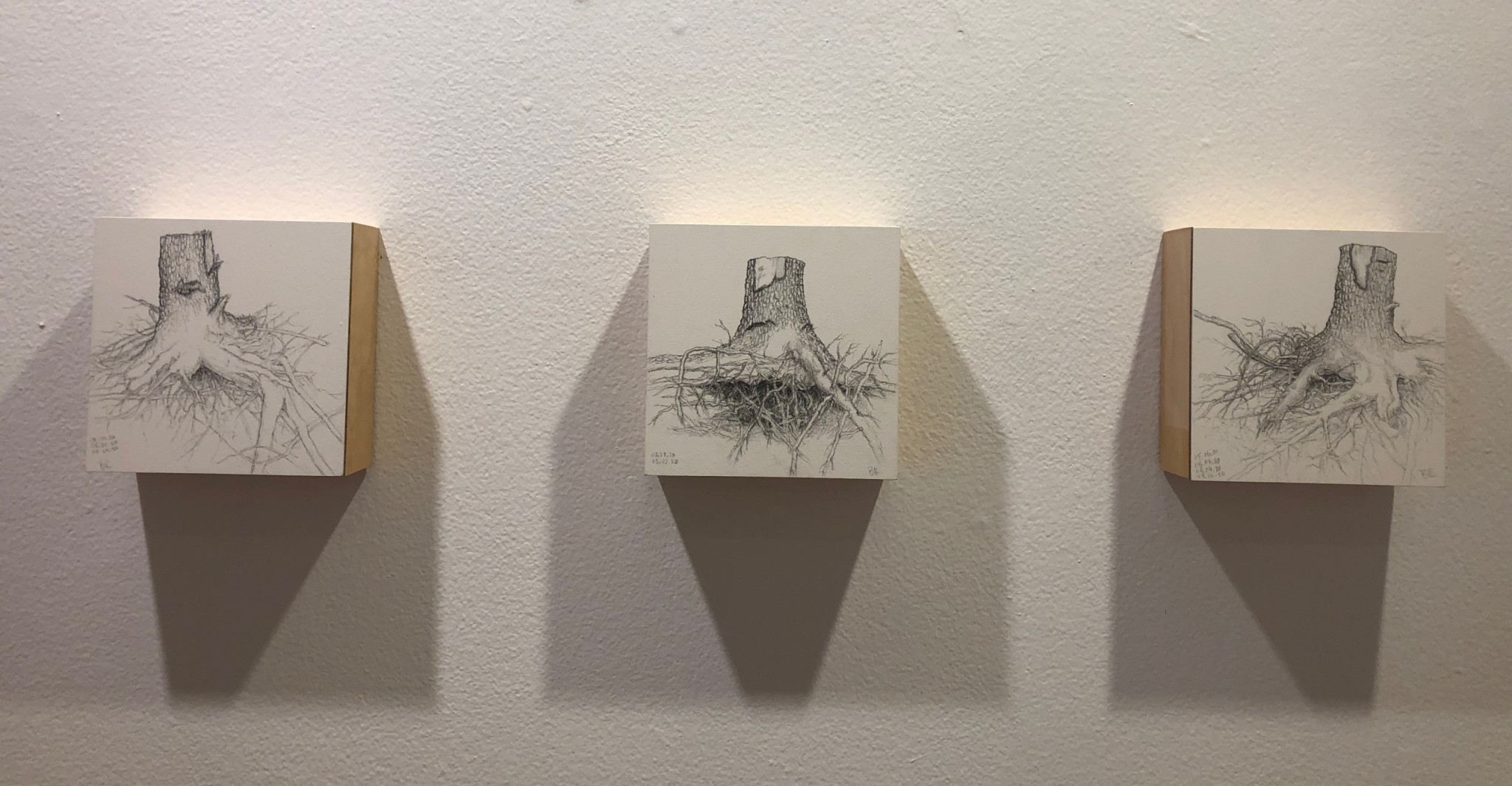 Lost Trees - Creative Pinellas