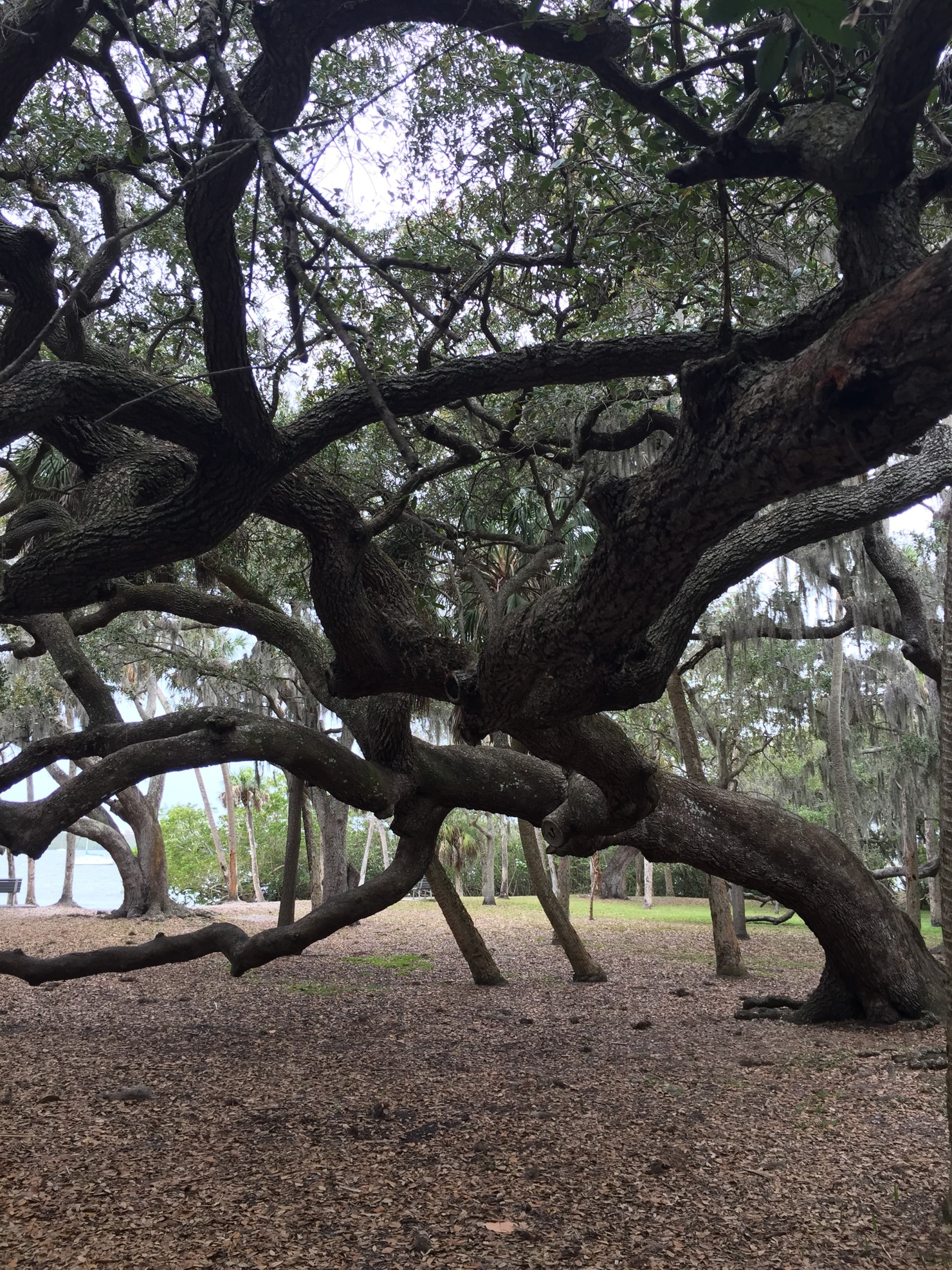 The Art of Gardens - Creative Pinellas