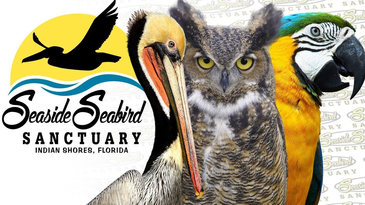 Seaside Seabird Sanctuary - Creative Pinellas
